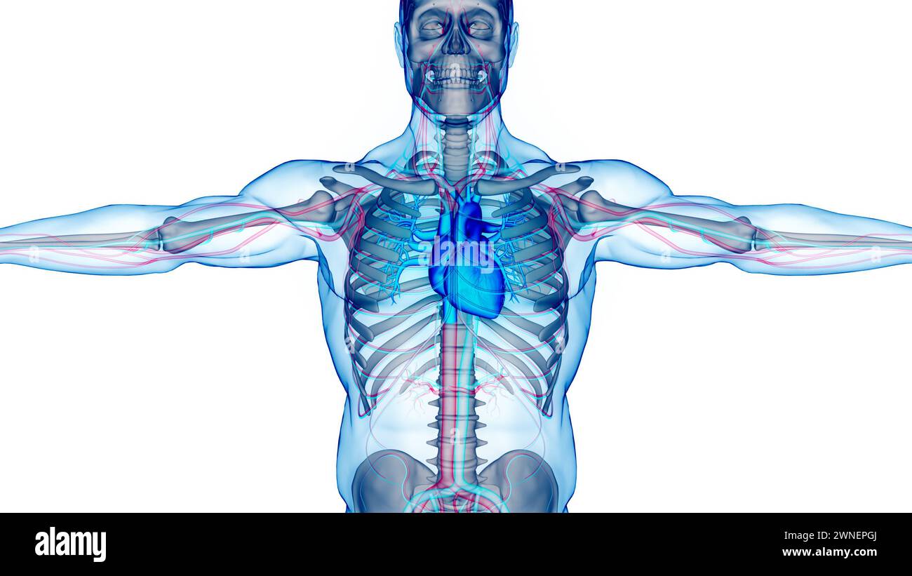 Human Circulatory System Heart Anatomy Stock Photo - Alamy
