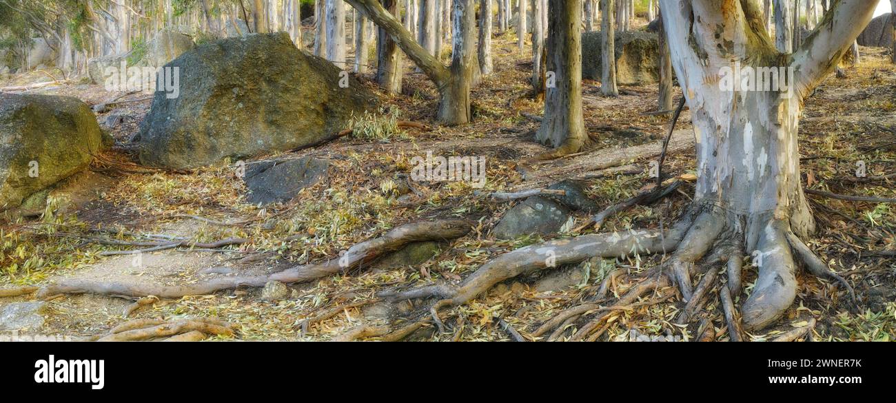 Forest, ground and trunk of tree with leaves in nature, park or woods ...