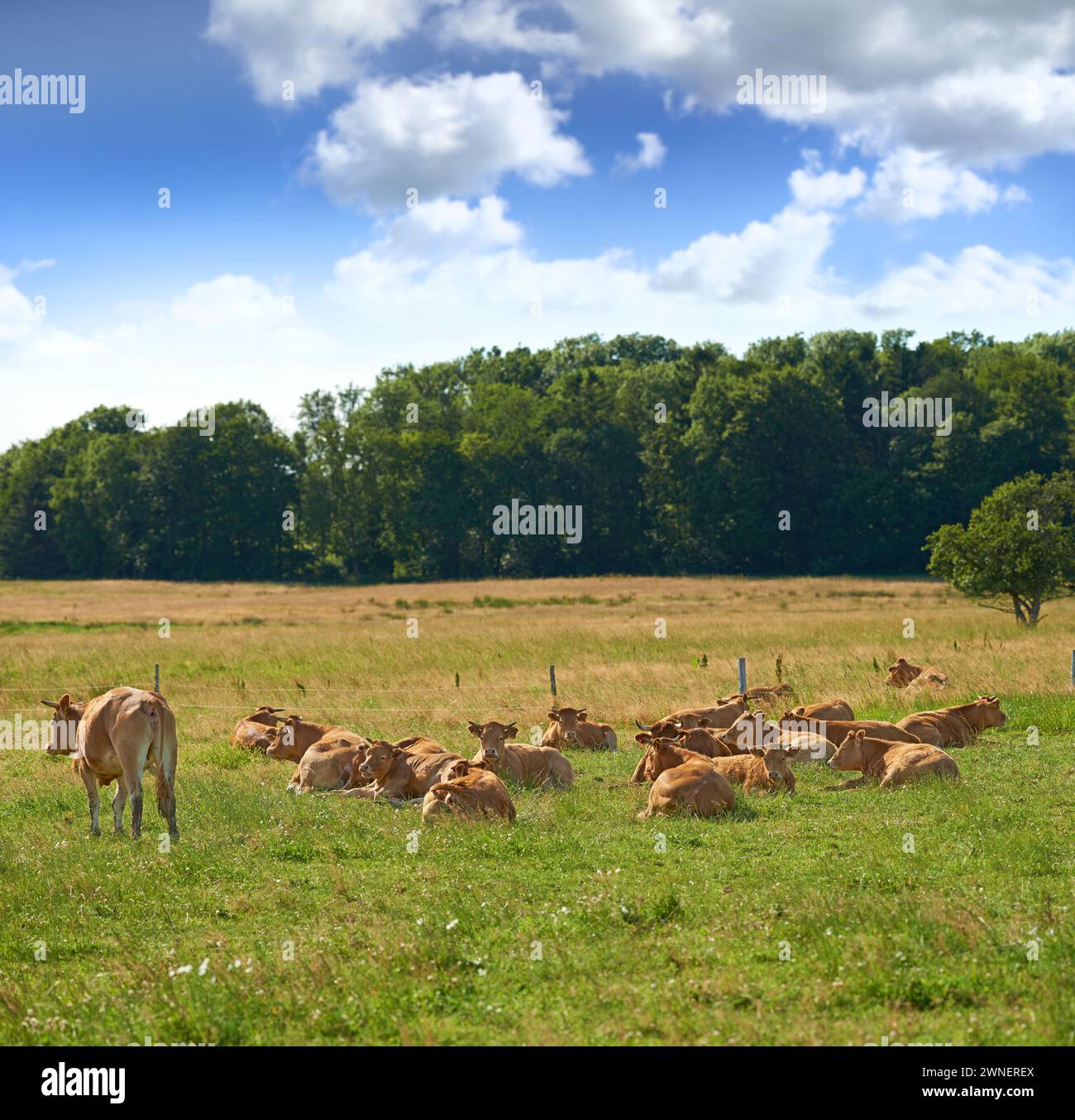 Agriculture, cow and grass in countryside with nature, livestock and ...