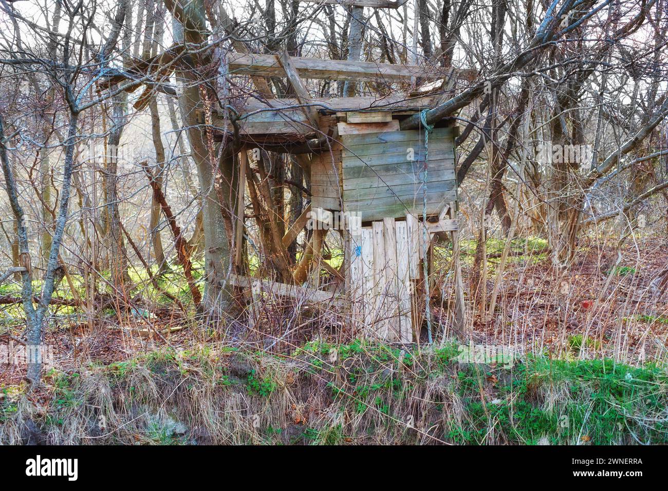 Old, tree house and woods with summer, environment and branches with ...