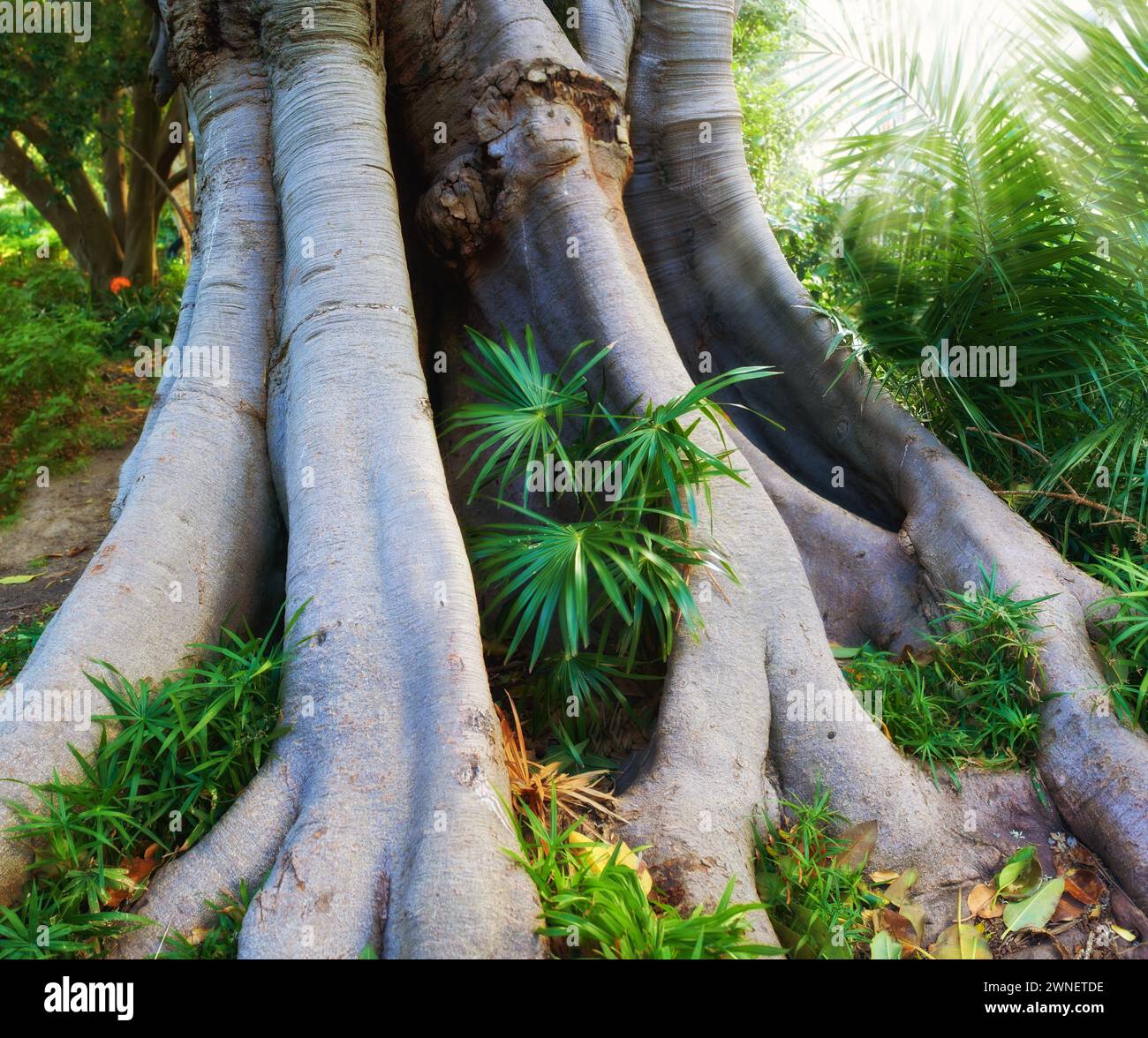 Eucalyptus tree roots hi-res stock photography and images - Alamy