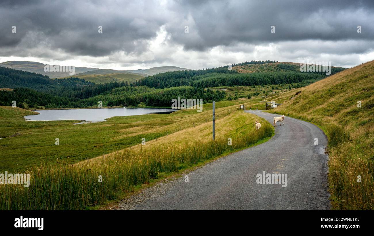 Sheep on th road hi-res stock photography and images - Alamy