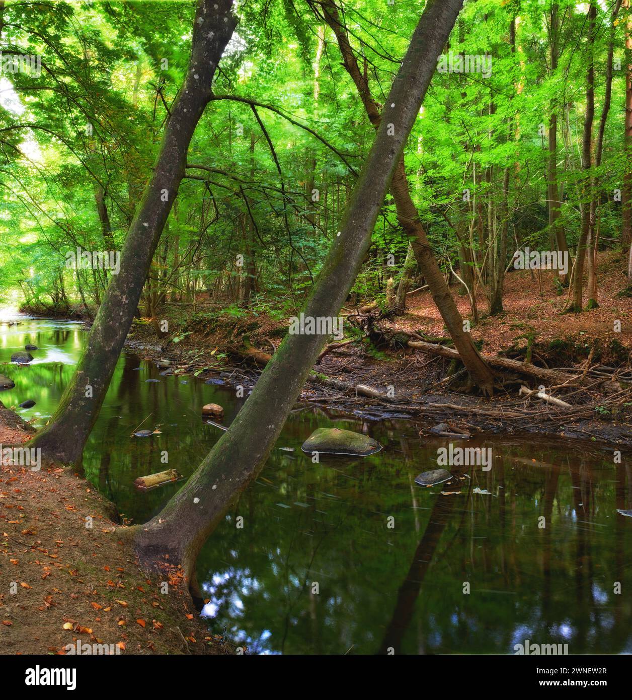 Nature, woods and river in creek with trees, landscape and environment ...