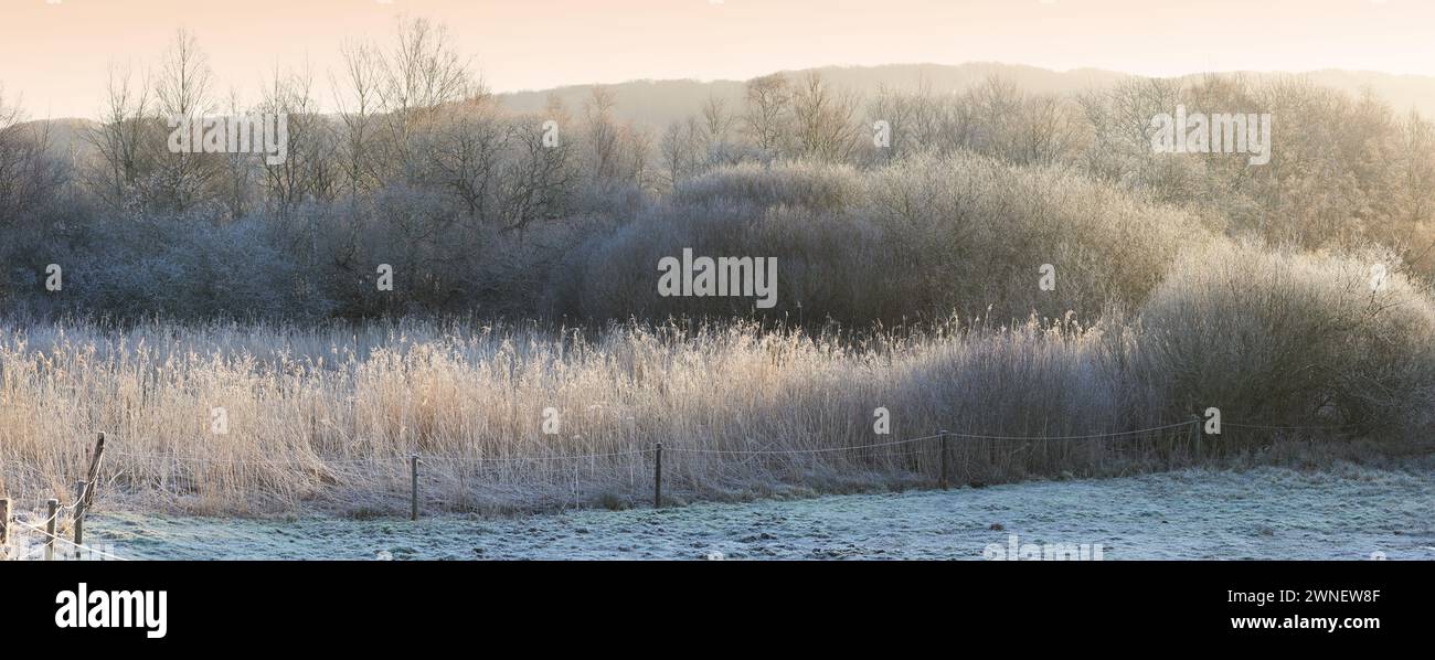 Outdoor, landscape and forest with trees or winter on frozen morning ...