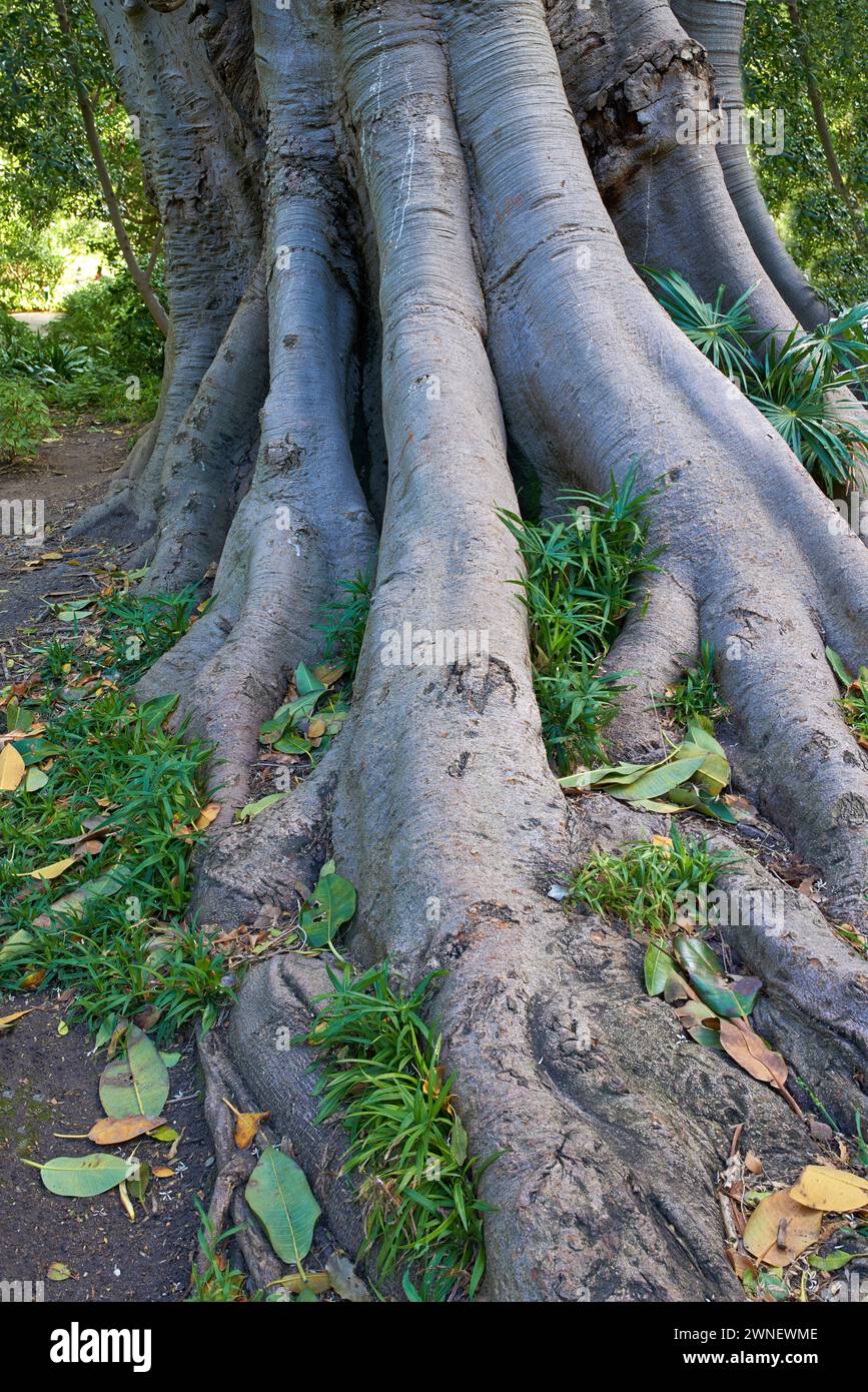 Jungle, tree and bark of trunk in forest with leaves on ground in ...