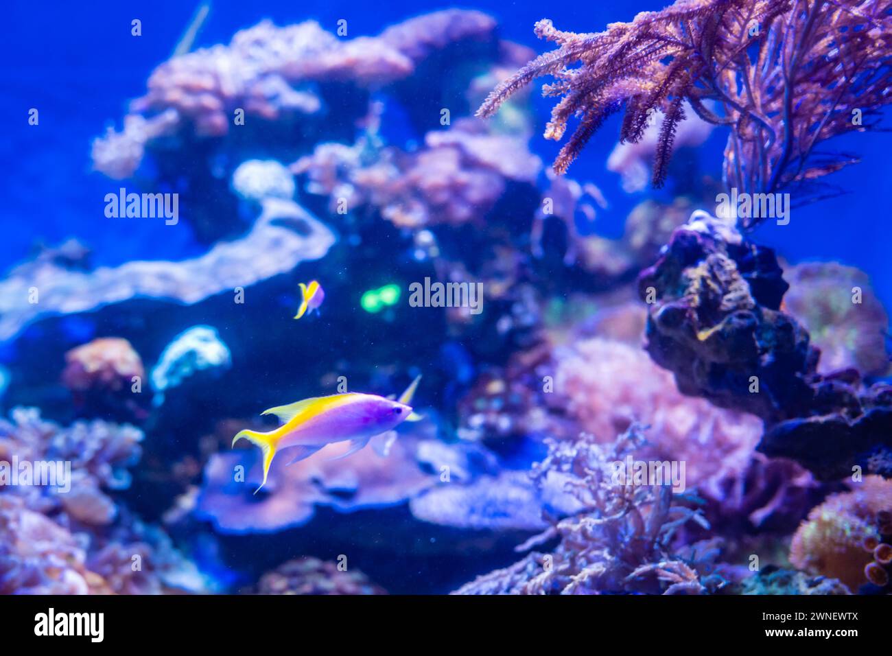 Shoal fish in aquarium hi-res stock photography and images - Alamy