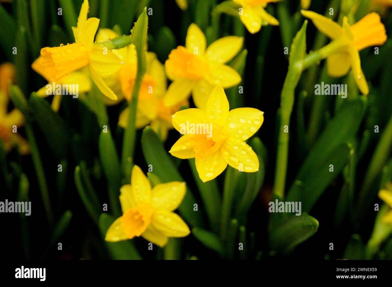 Copenhagen, Denmark /02 March 2024/.Daffodils flowers for sale in ...