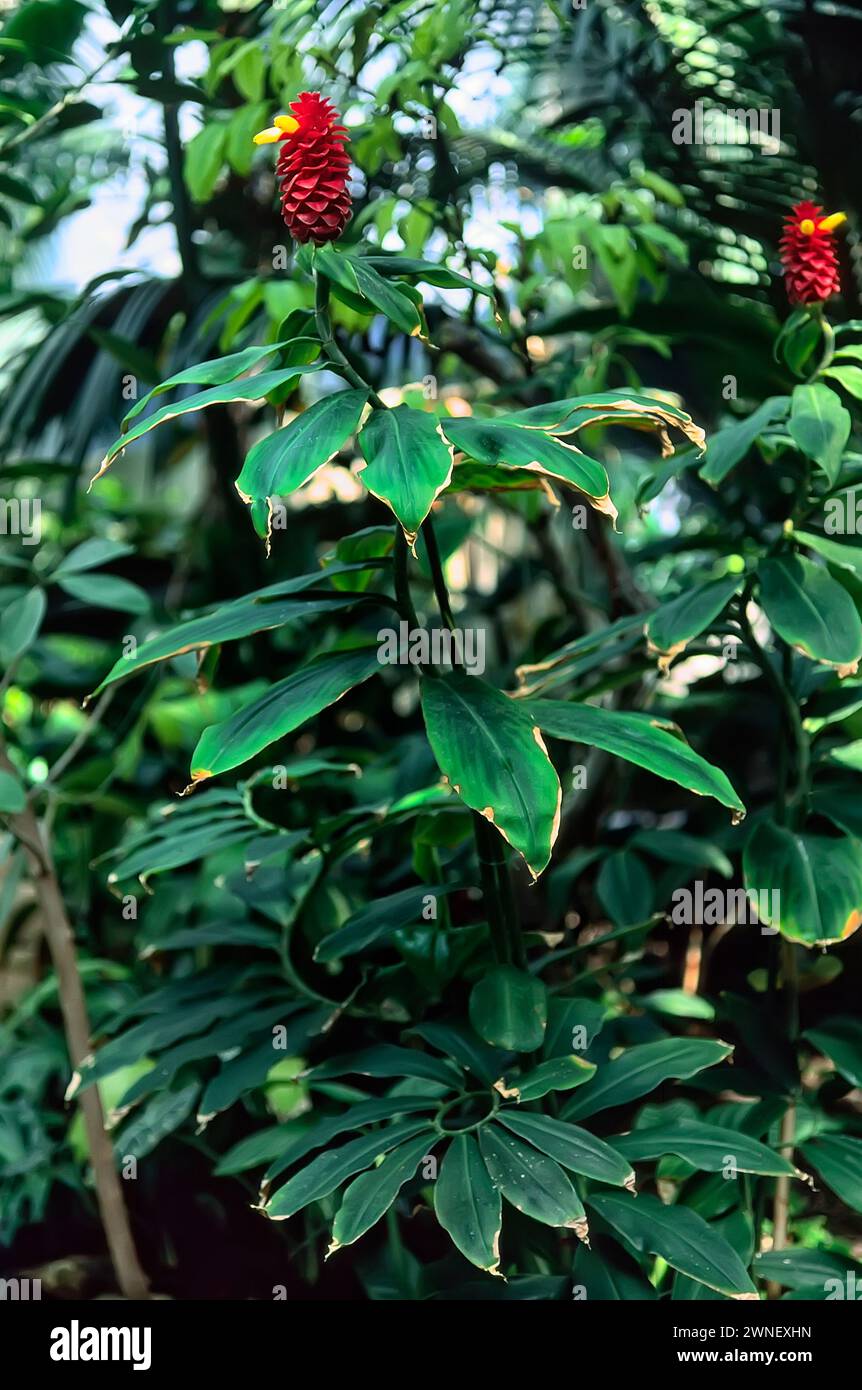 Costus scaber, Costaceae. Rhizomatous perennial herb. Ornamental plant ...