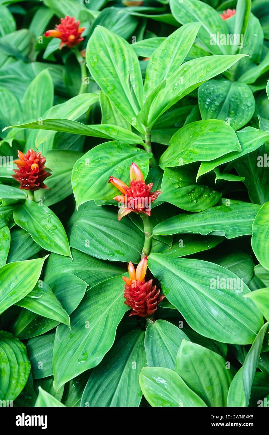 Orange tulip ginger hi-res stock photography and images - Alamy