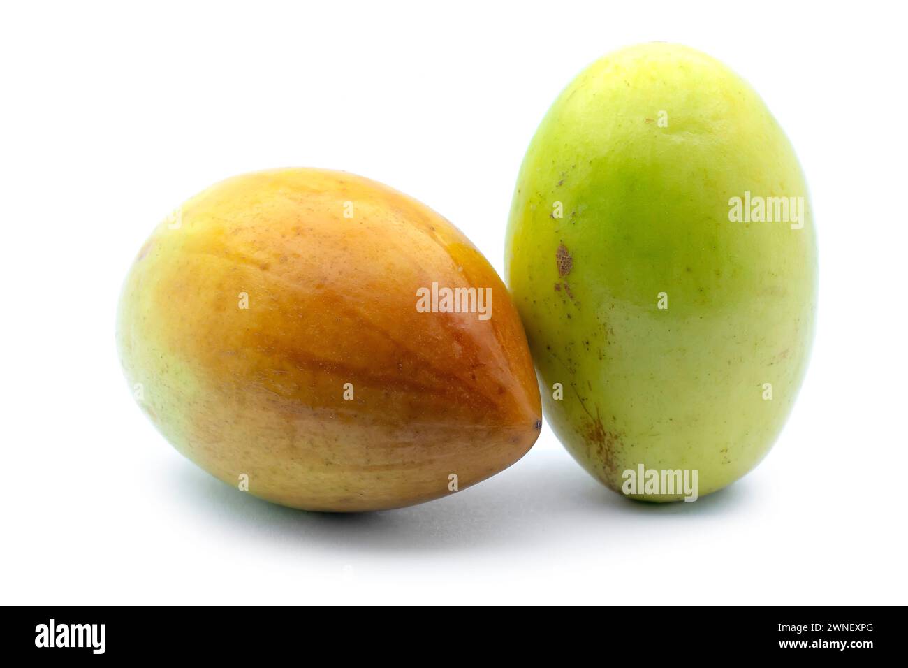 Indian jujube or Ber (Ziziphus mauritiana), Rhamnaceae. Medium-sized ...