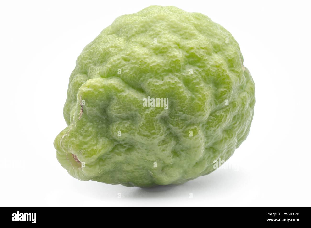 kaffir lime (Citrus hystrix), Rutaceae. Rare citrus fruit native to New ...