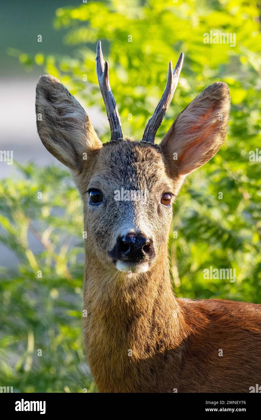 Roe Deer, Capreolus Capreolus, Male, Isola della Cona, Italy Stock ...