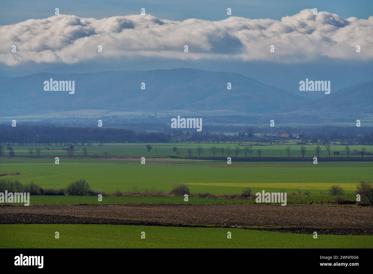 Early spring rural landscape with green germinating crpos at the foot ...