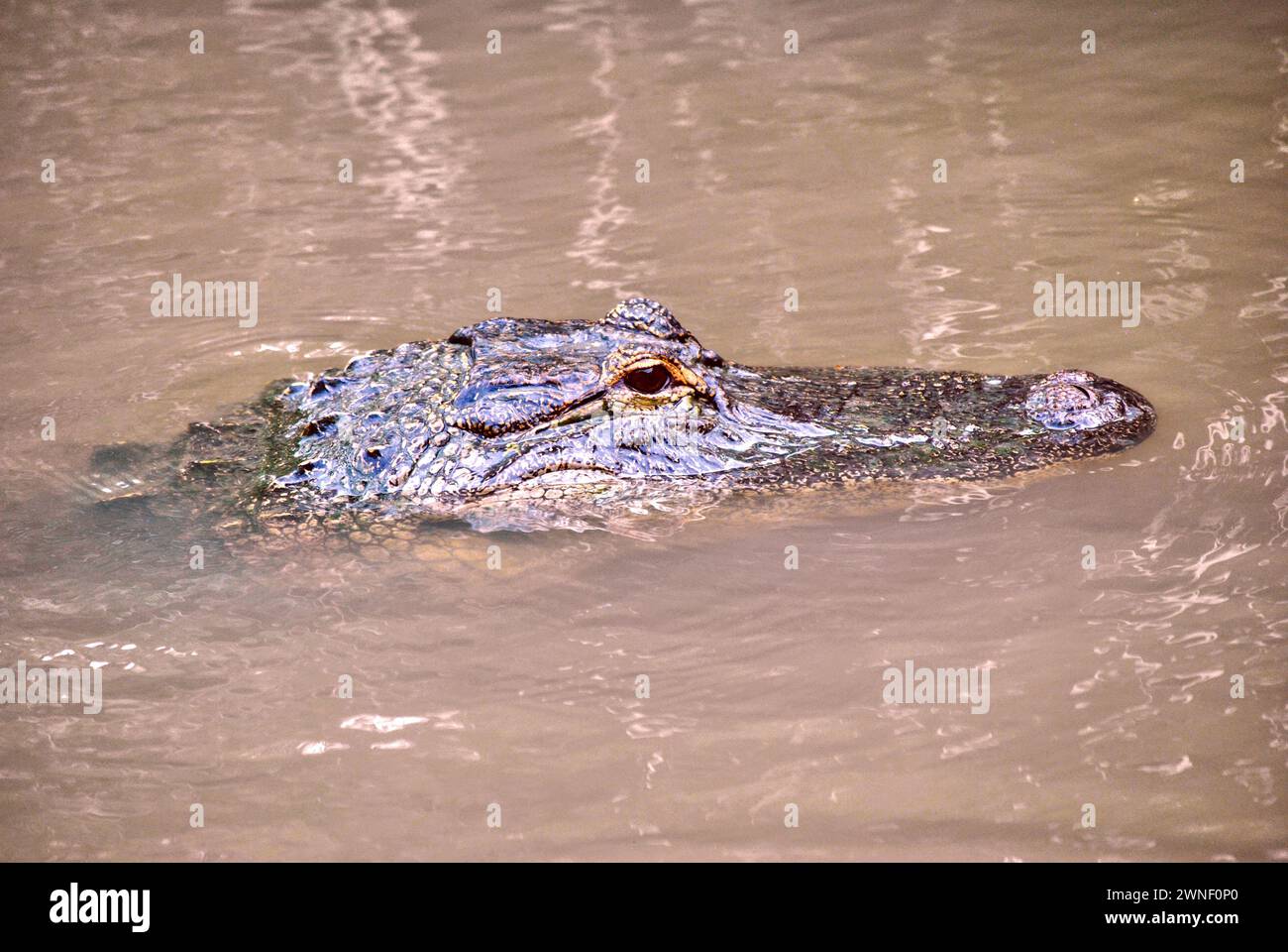 American alligator Latin name alligator mississippiensis Stock Photo ...