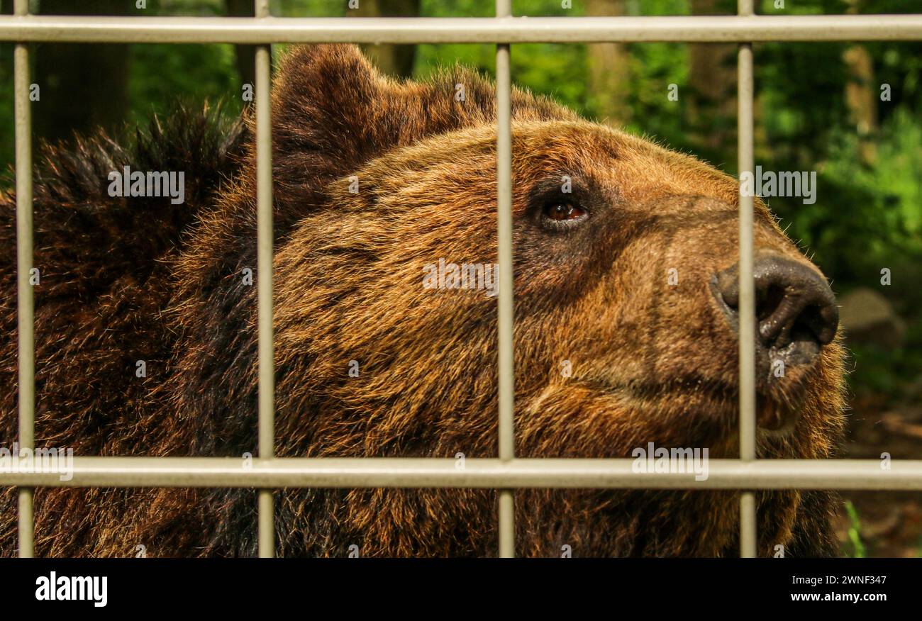 Brown bear in a zoo, Dählhöltzli Tierpark in Bern, Switzerland Stock ...