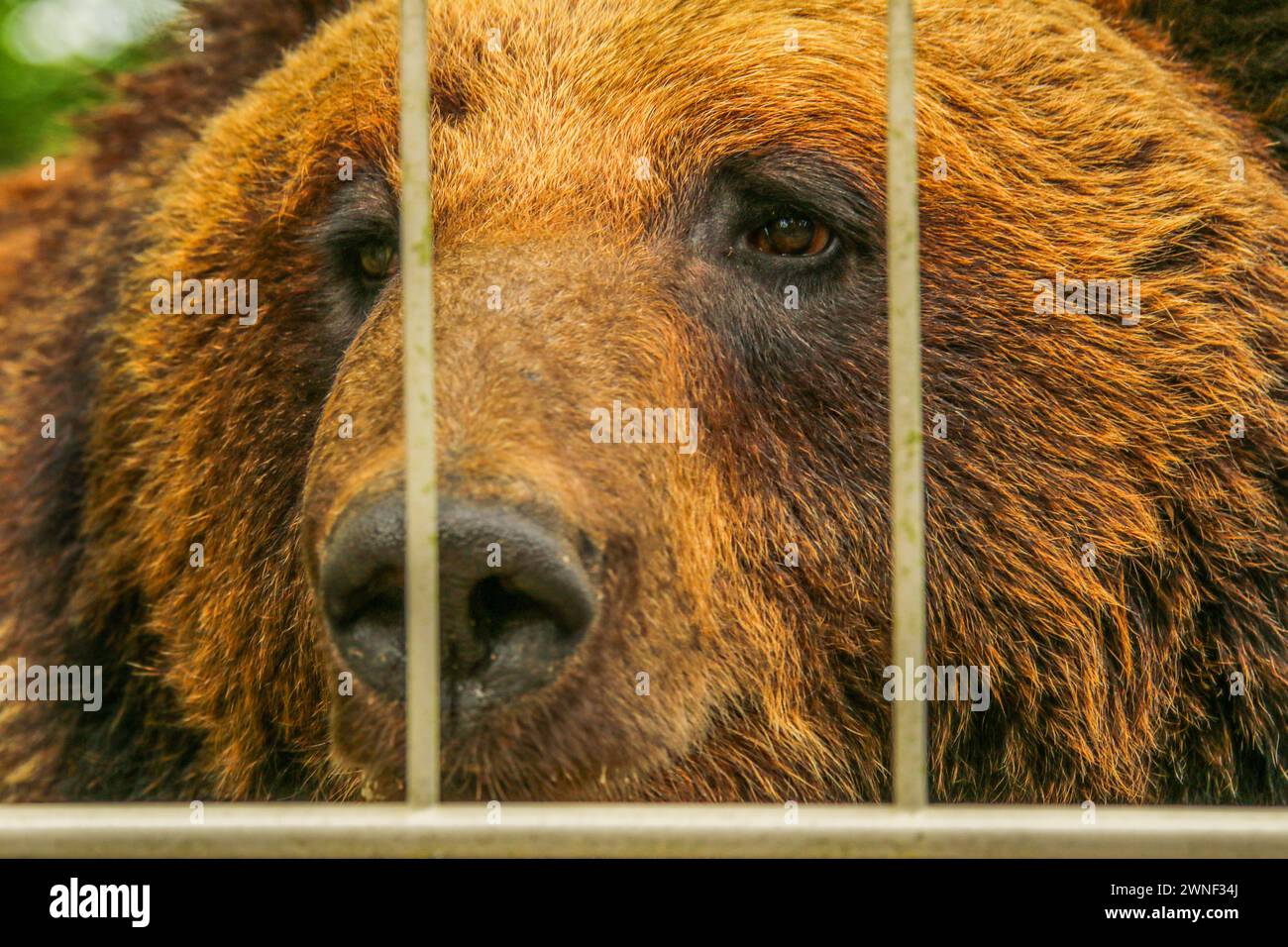 Brown bear in a zoo, Dählhöltzli Tierpark in Bern, Switzerland Stock ...