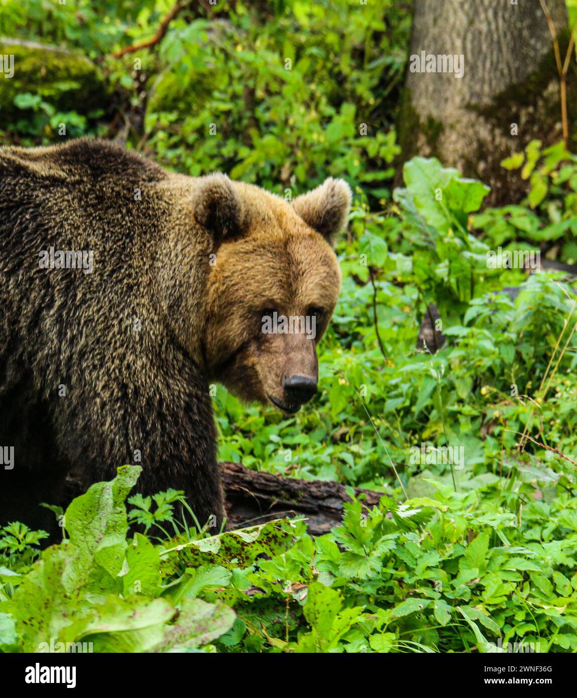 Brown bear (Ursus arctic) in a vision animal park in Estonia Stock ...