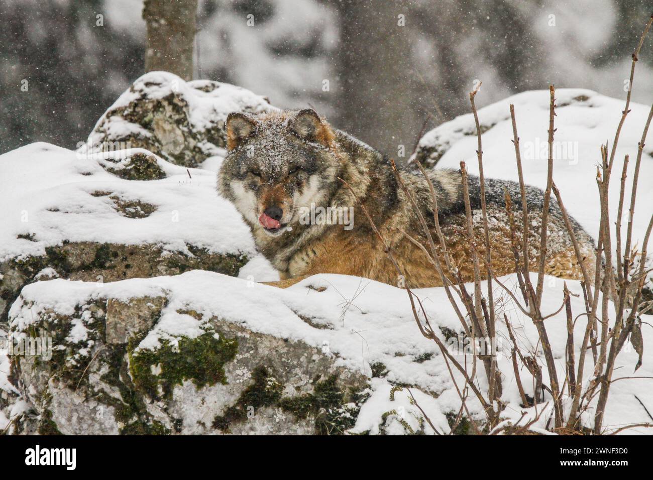 Grey wolf resting on a snowy rock in winter, Mont d'Orzeires vision ...