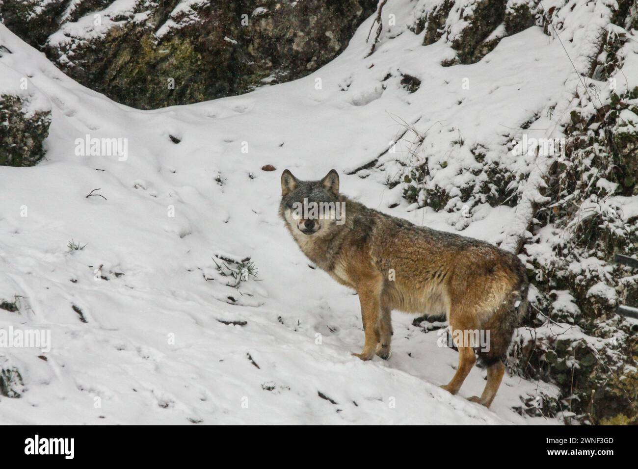 Rocky mountain wolf hi-res stock photography and images - Alamy