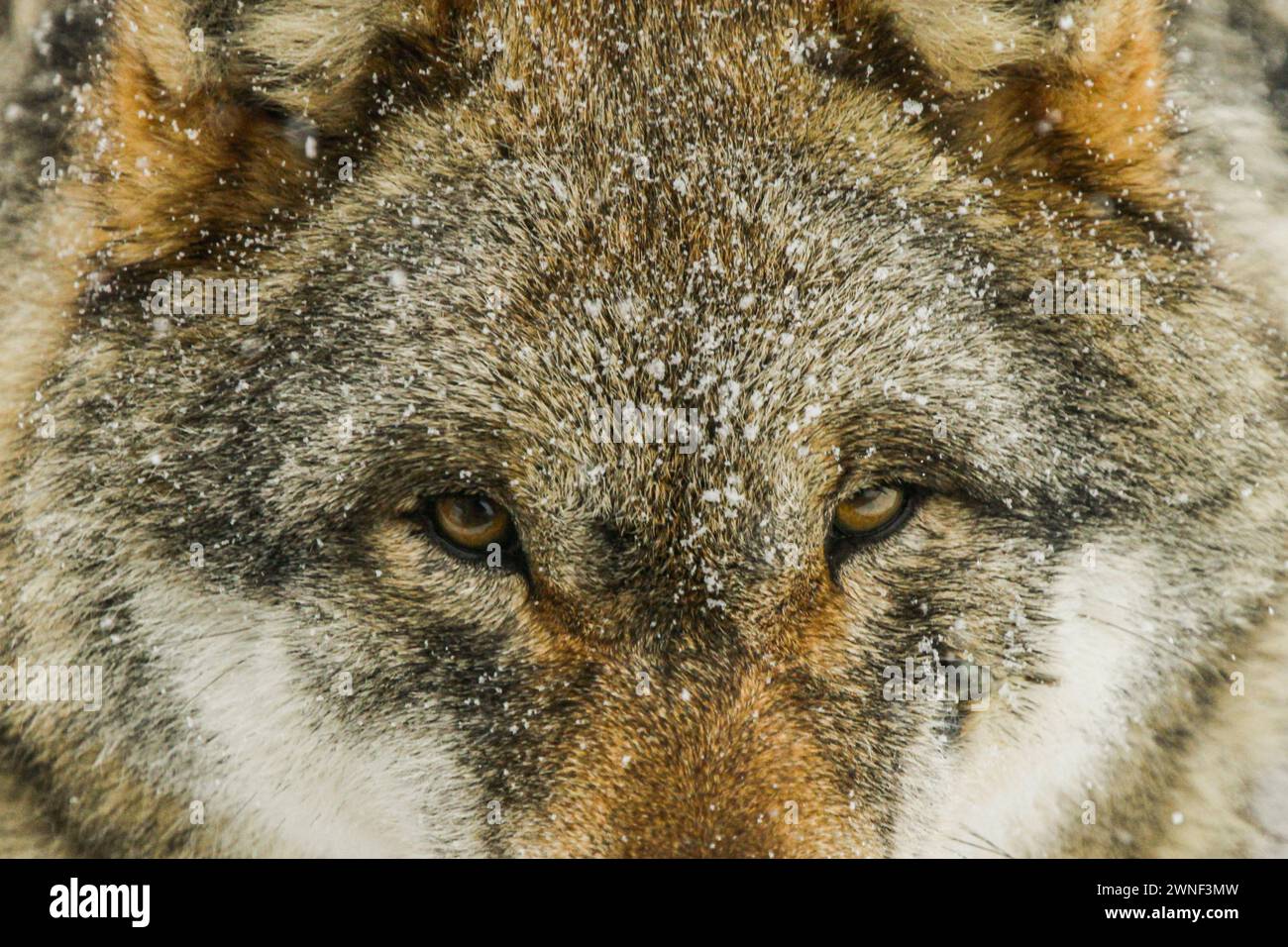 Grey wolf portrait, Mont d'Orzeires vision animal park, jura mountain ...
