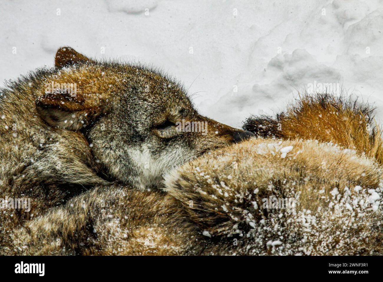 Grey wolf sleeping in the snow, Mont d'Orzeires vision animal park ...