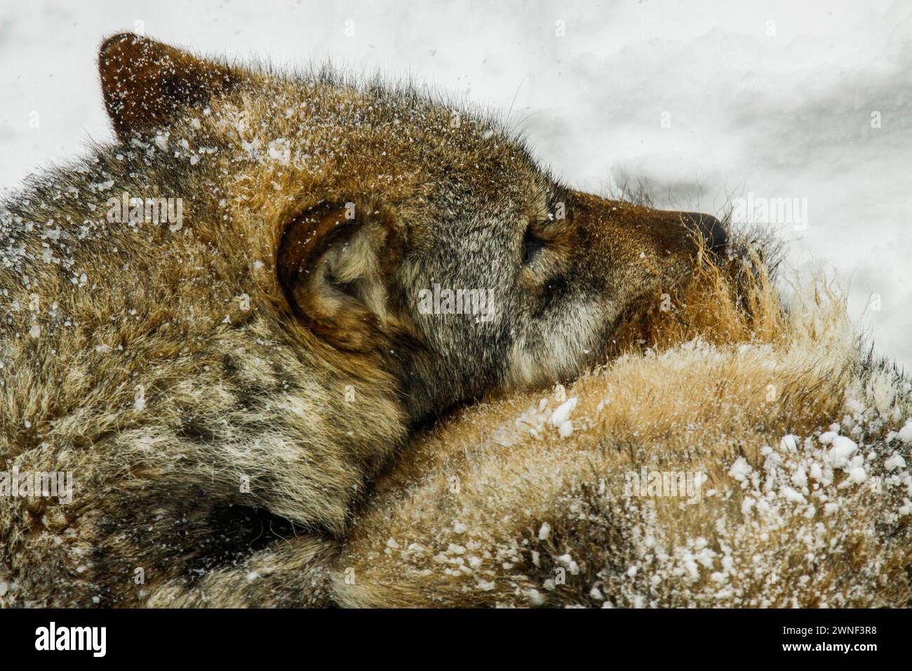 Grey wolf sleeping in the snow, Mont d'Orzeires vision animal park ...