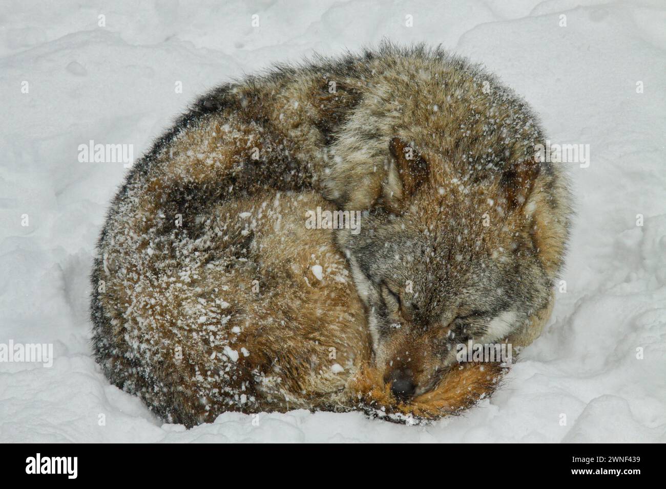 Grey wolf sleeping in the snow, Mont d'Orzeires vision animal park ...