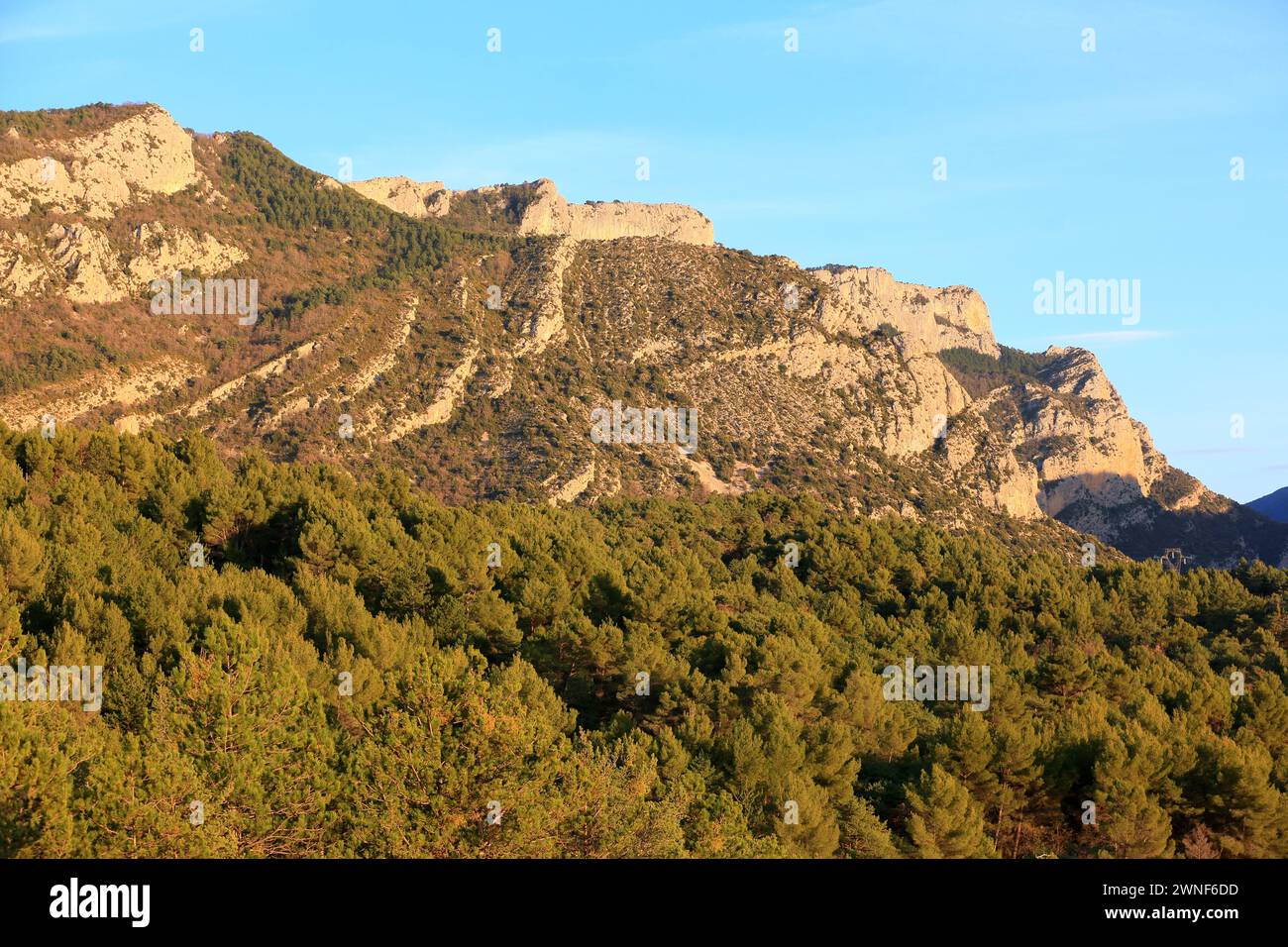 Olive tree fields in the Verdon canyon, Alpes de Haute Provence, PACA ...