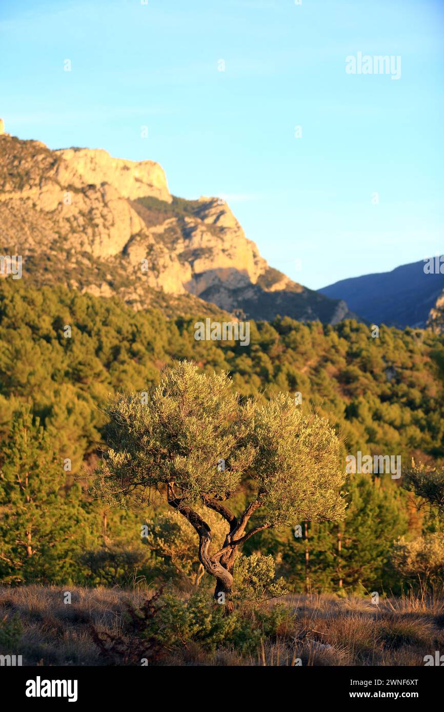 Olive tree fields in the Verdon canyon, Alpes de Haute Provence, PACA ...