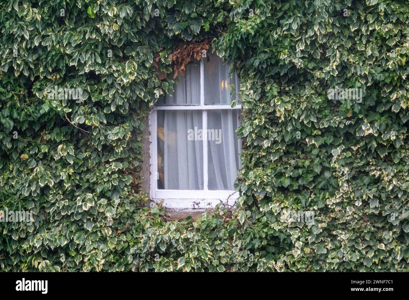 Ivy covered building Stock Photo - Alamy