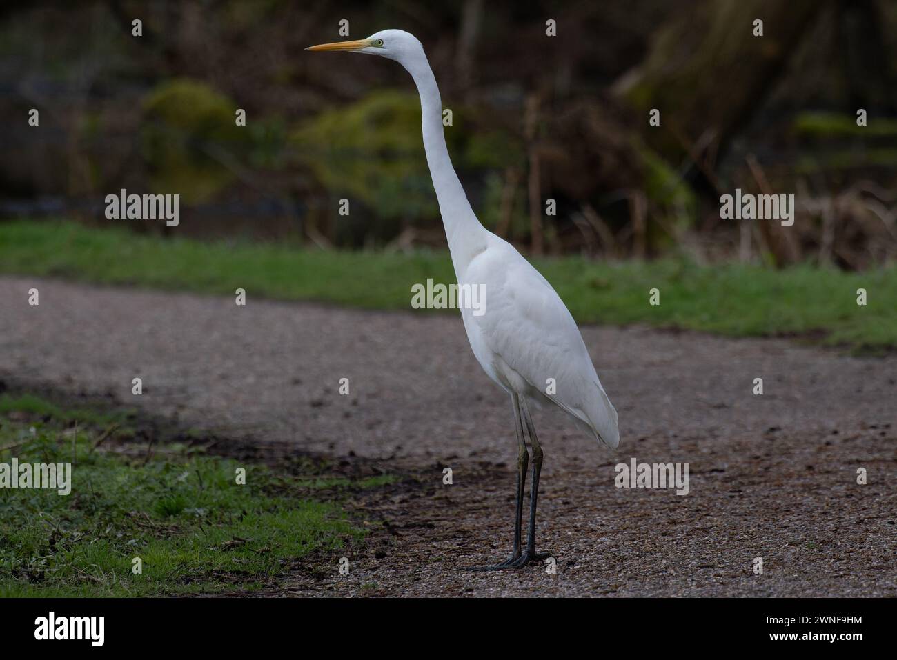 Great (White) (Common) Egret (Ardea alba) standing by path Whitlingham ...