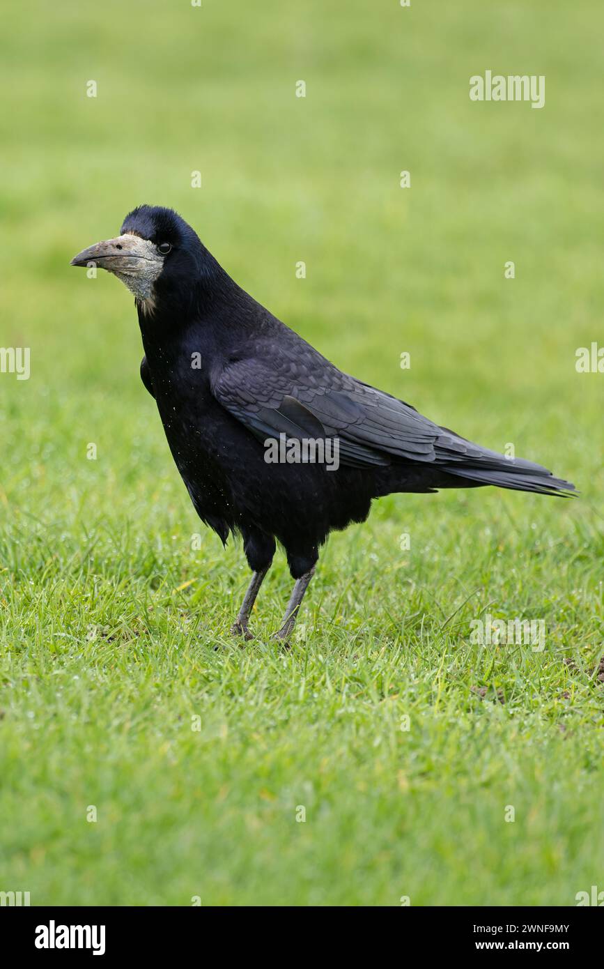 Rook (Corvus frugilegus) cawing Norfolk February 2024 Stock Photo - Alamy