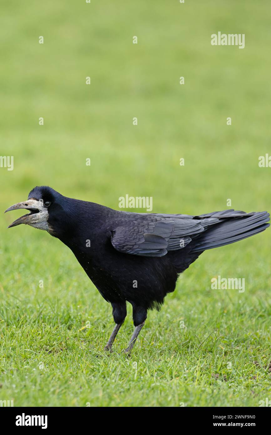 Cawing call hi-res stock photography and images - Alamy