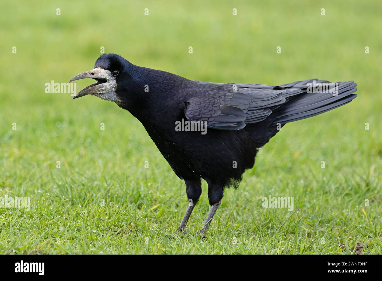 Rook corvus frugilegus calling hi-res stock photography and images - Alamy