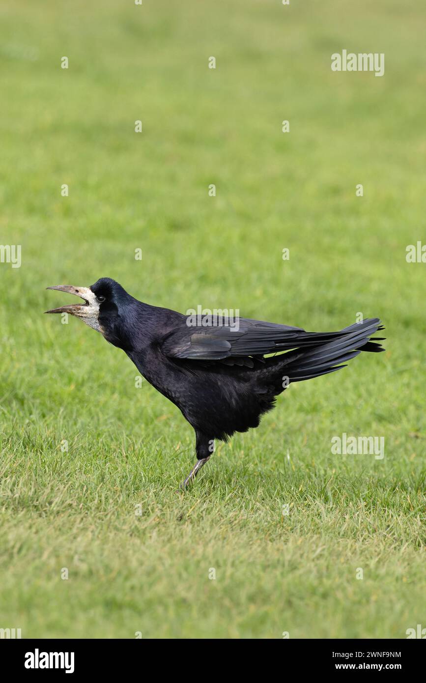Rook corvus frugilegus calling hi-res stock photography and images - Alamy