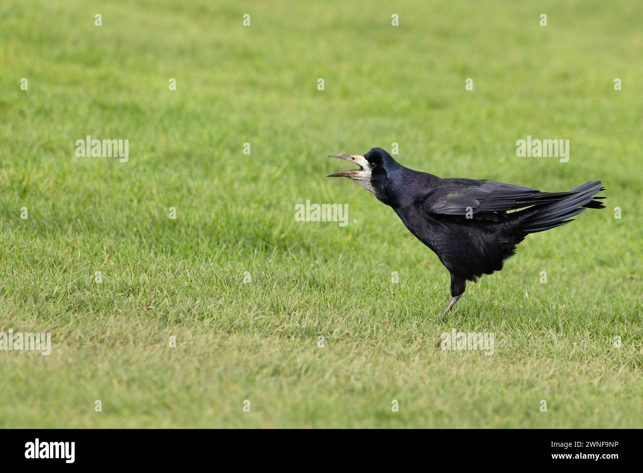 Rook (Corvus frugilegus) cawing Norfolk February 2024 Stock Photo - Alamy
