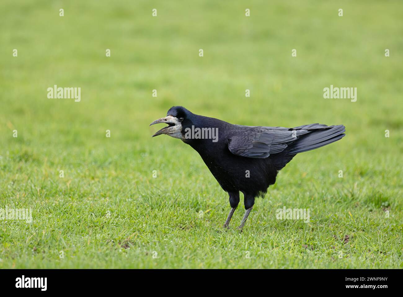 Rook (Corvus frugilegus) cawing Norfolk February 2024 Stock Photo - Alamy