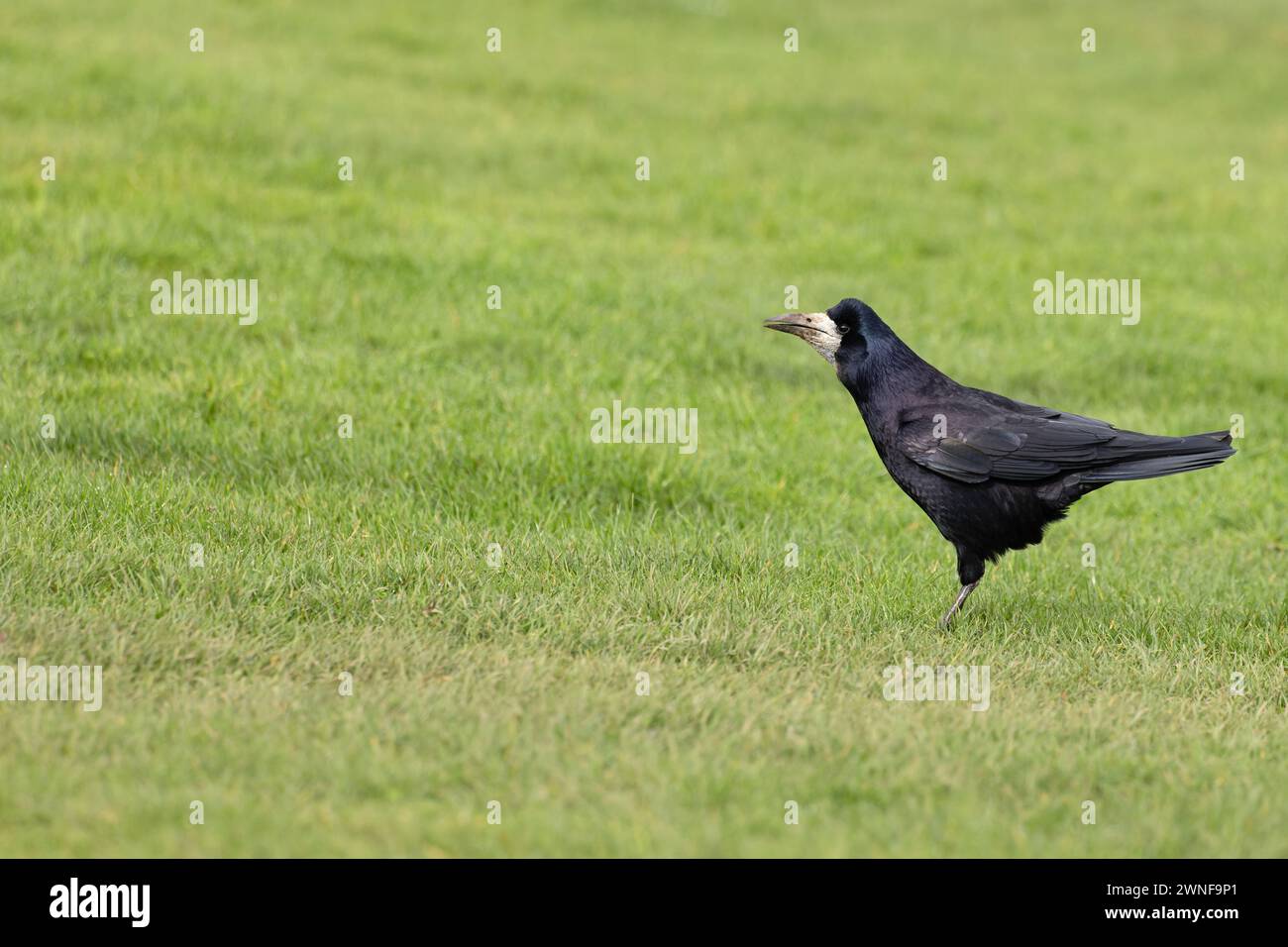 Rook (Corvus frugilegus) cawing Norfolk February 2024 Stock Photo - Alamy