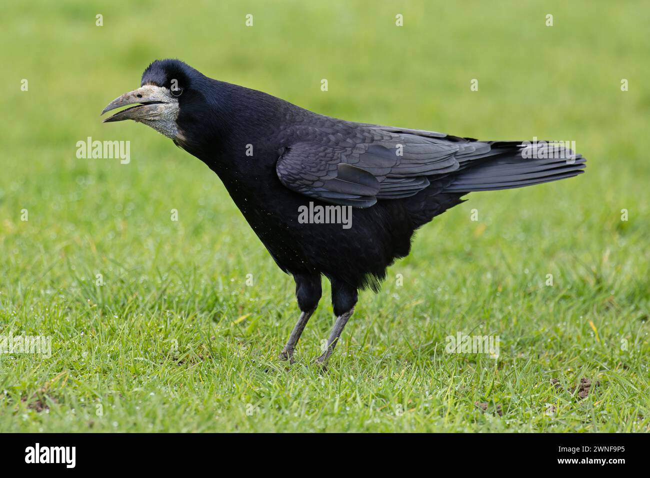 Cawing hi-res stock photography and images - Alamy