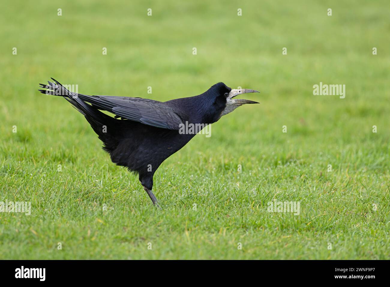 Rook corvus frugilegus calling hi-res stock photography and images - Alamy