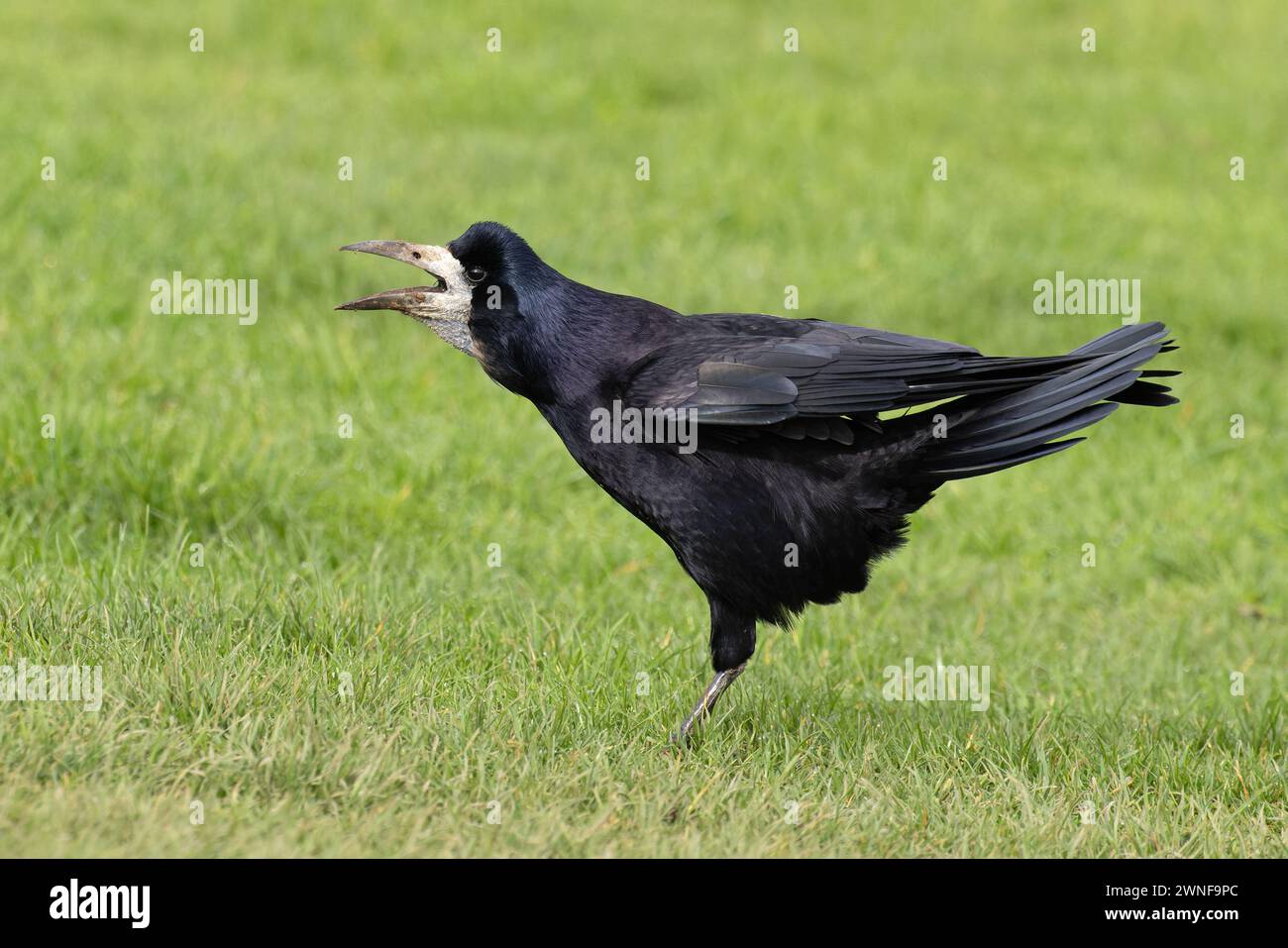 Cawing call hi-res stock photography and images - Alamy