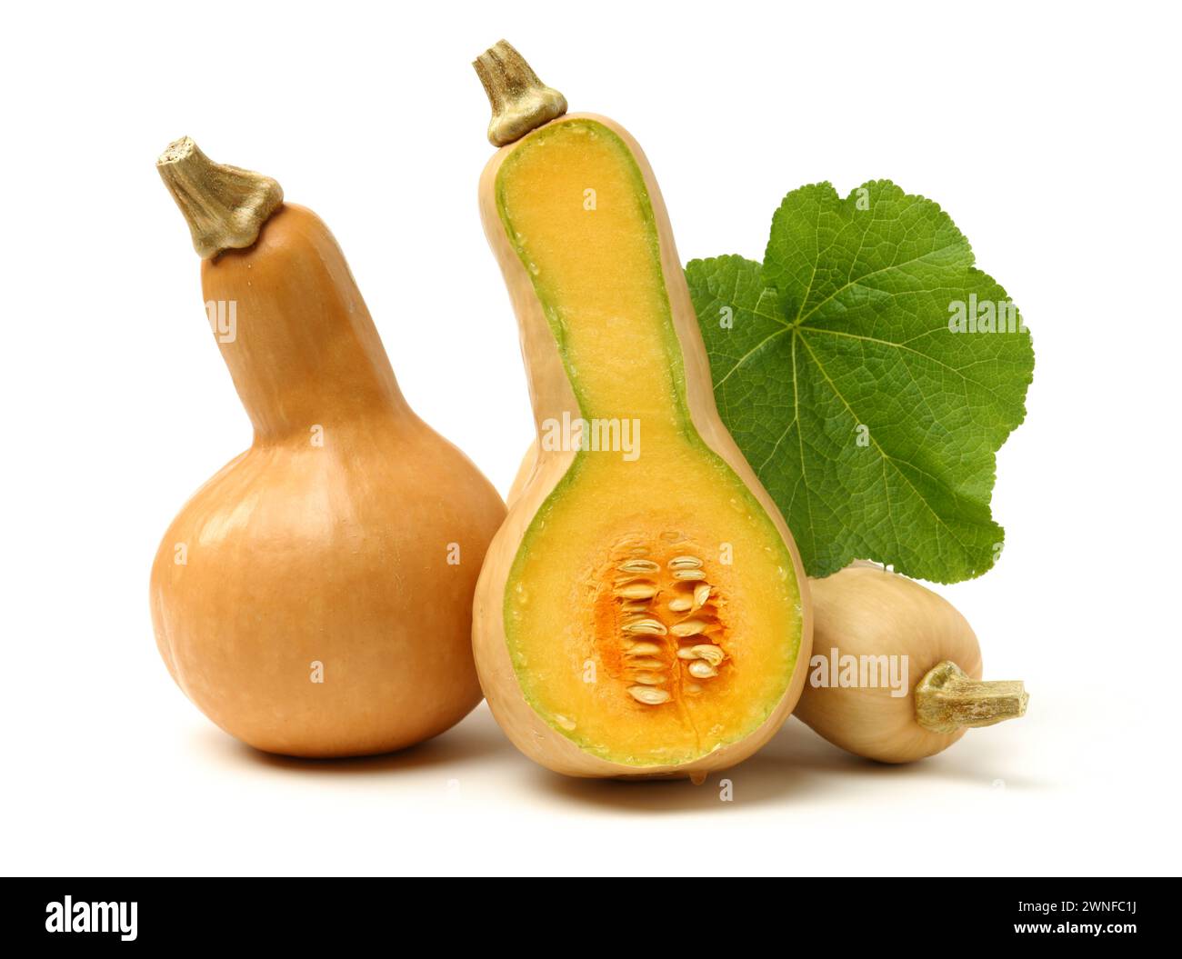 butternut squash isolated on white background Stock Photo - Alamy