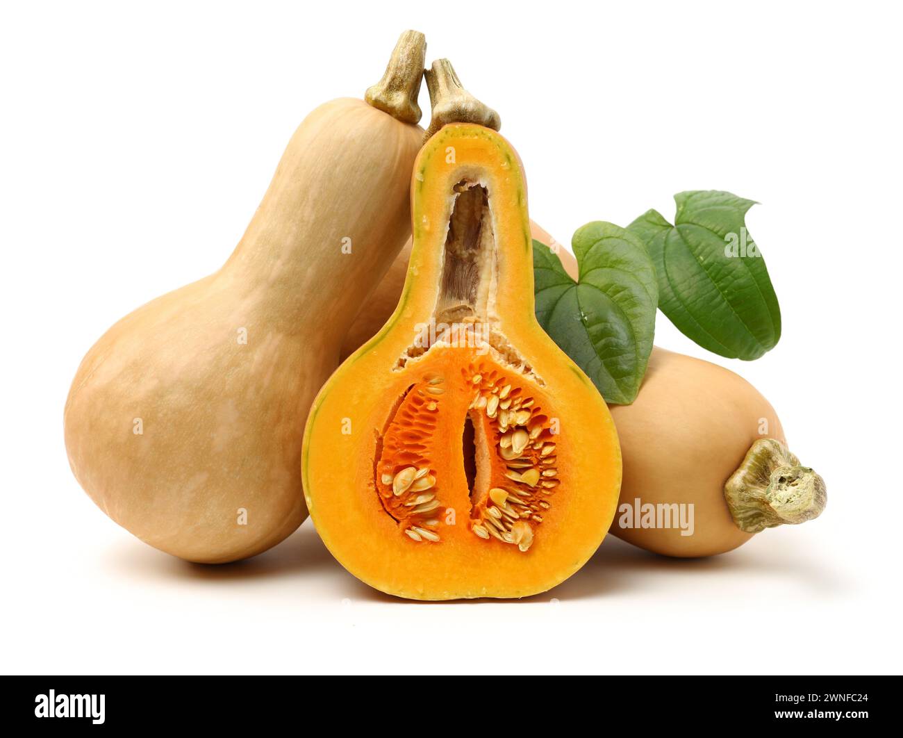 butternut squash isolated on white background Stock Photo - Alamy