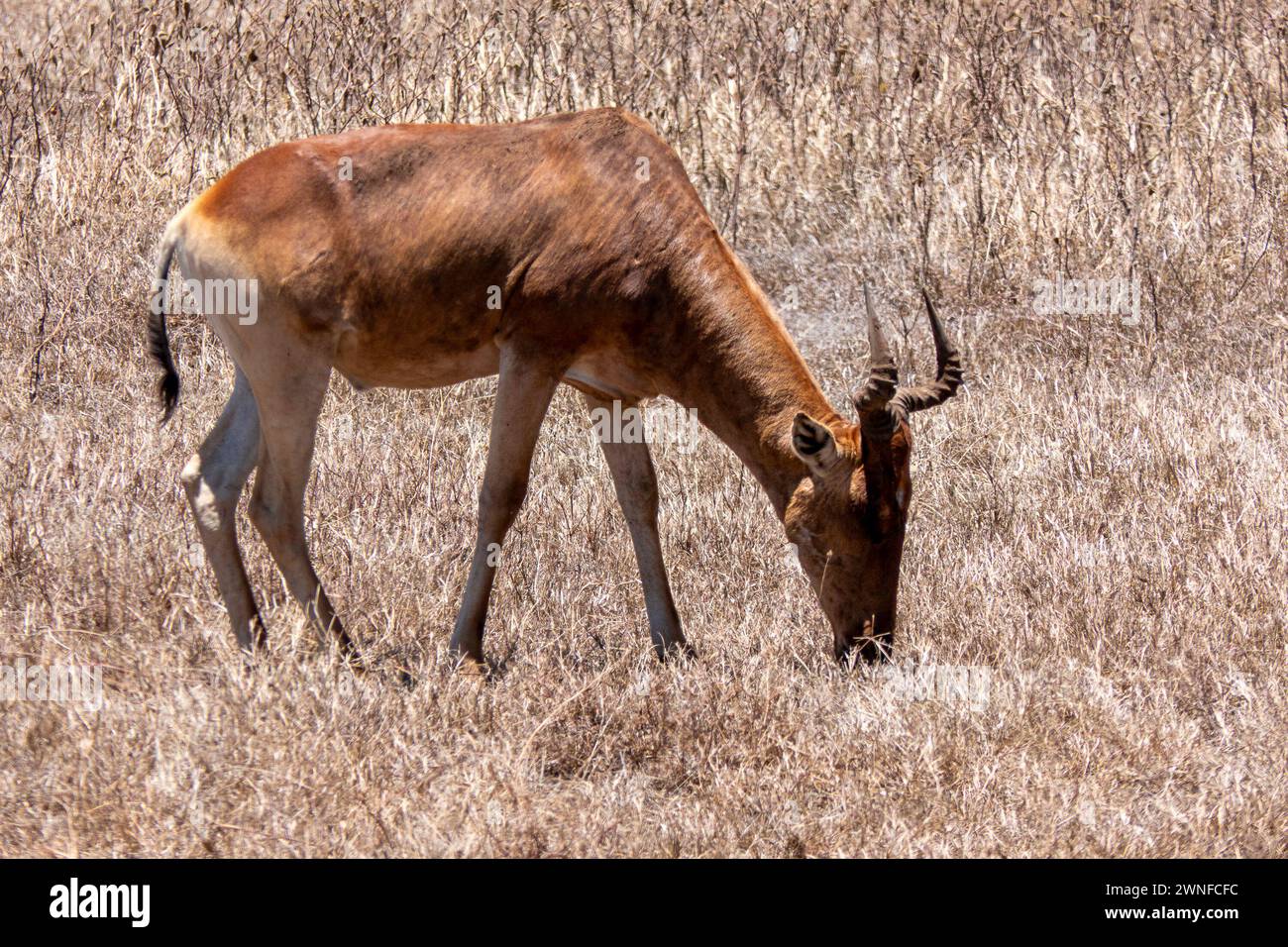Ngorongoro crater must visit hi-res stock photography and images - Alamy
