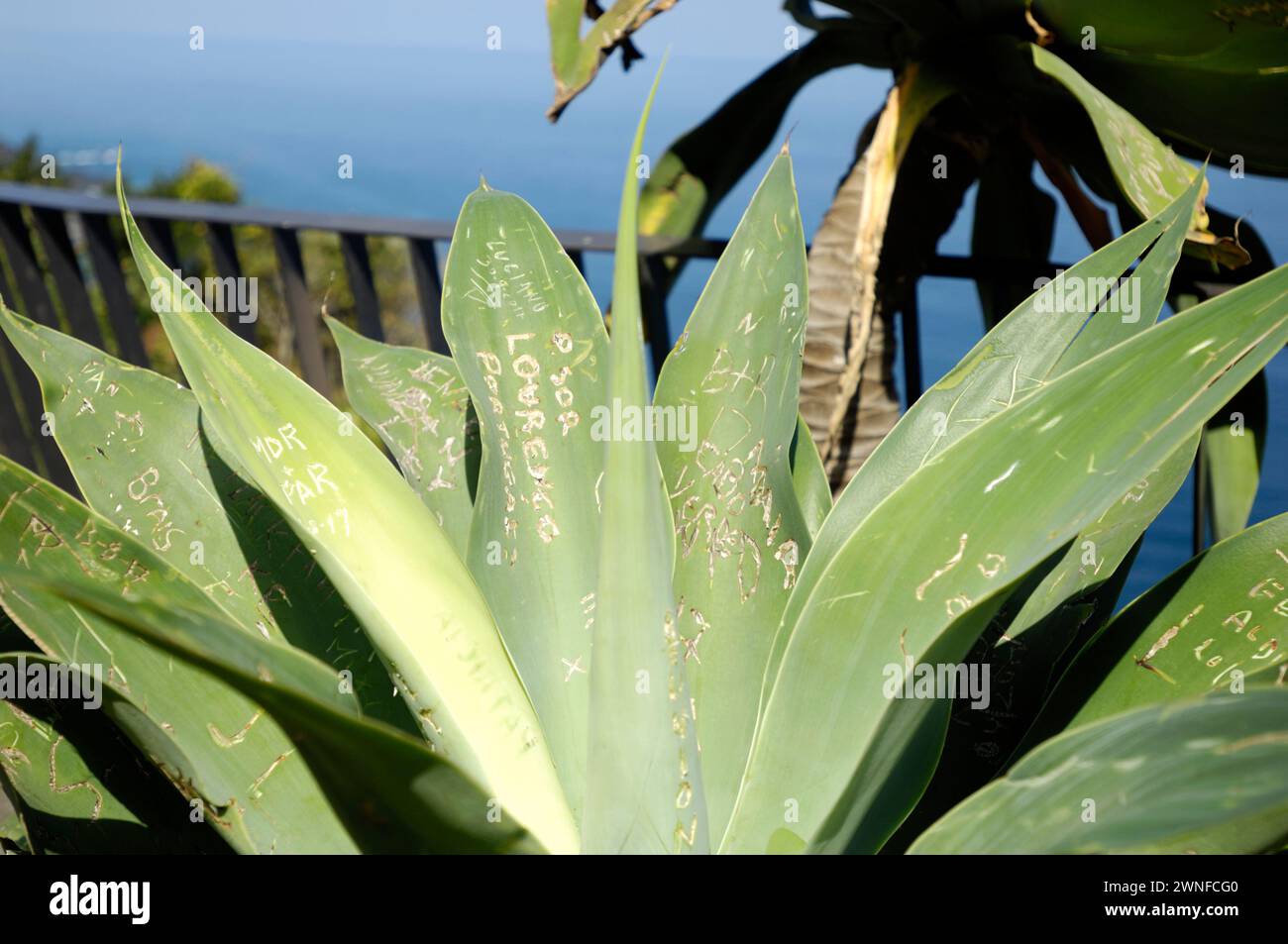 Graffiti on cactus hi-res stock photography and images - Alamy
