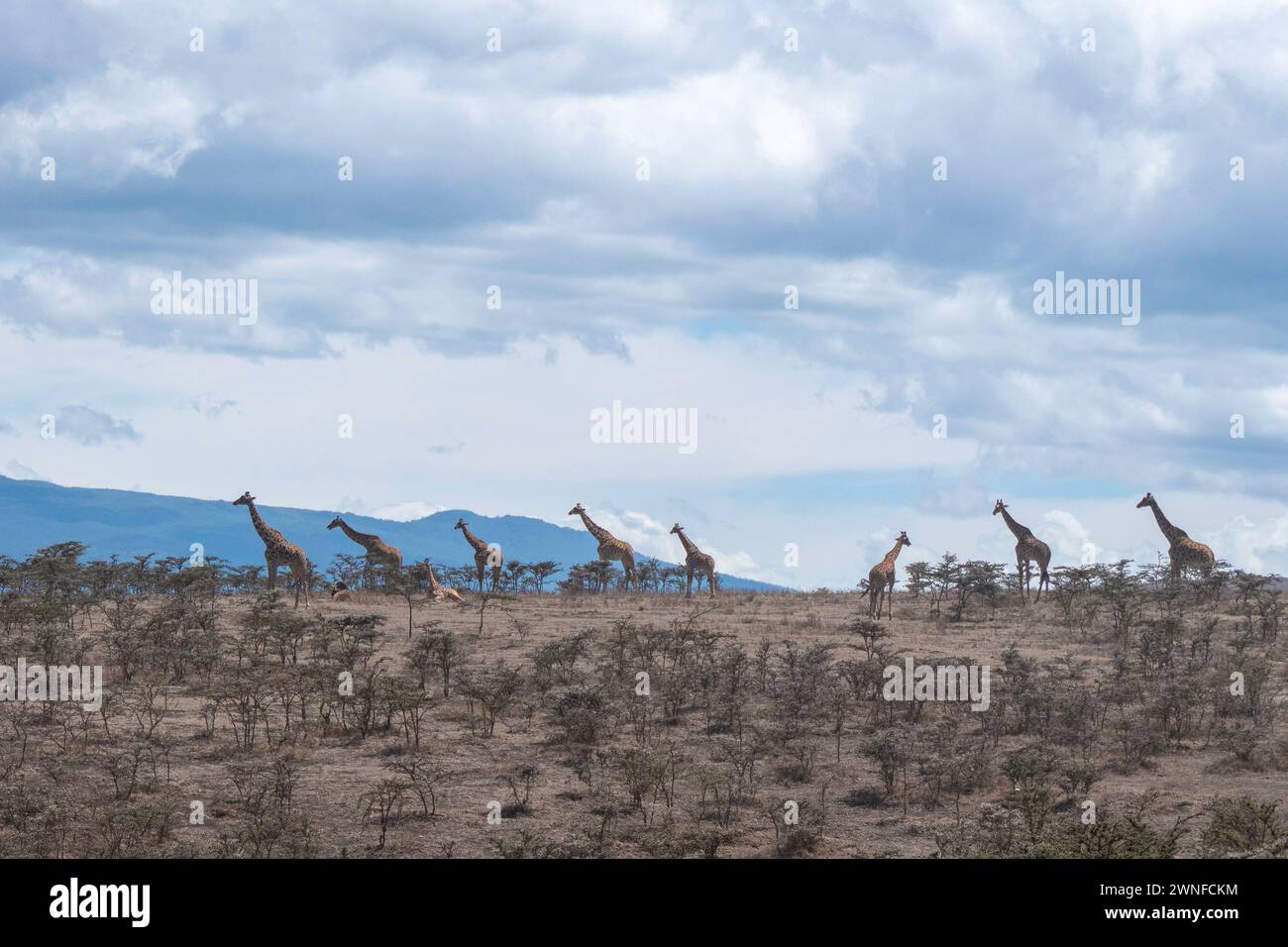 Ngorongoro, Tanzania, October 26, 2023. Group of giraffes walking in ...