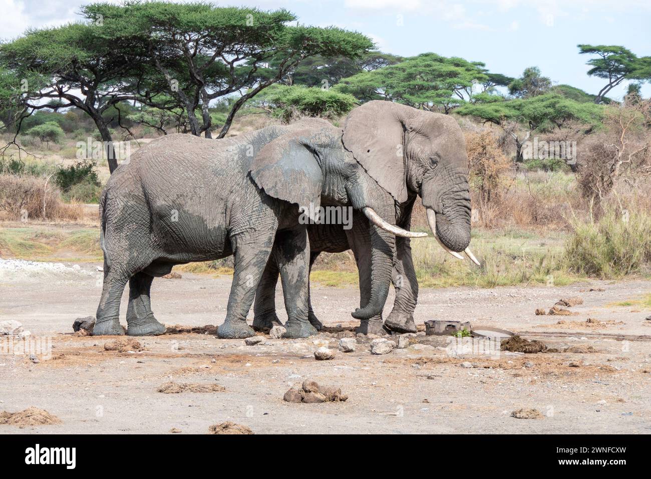 Serengeti, Tanzania, October 26, 2023.Two elephants in the plain Stock ...