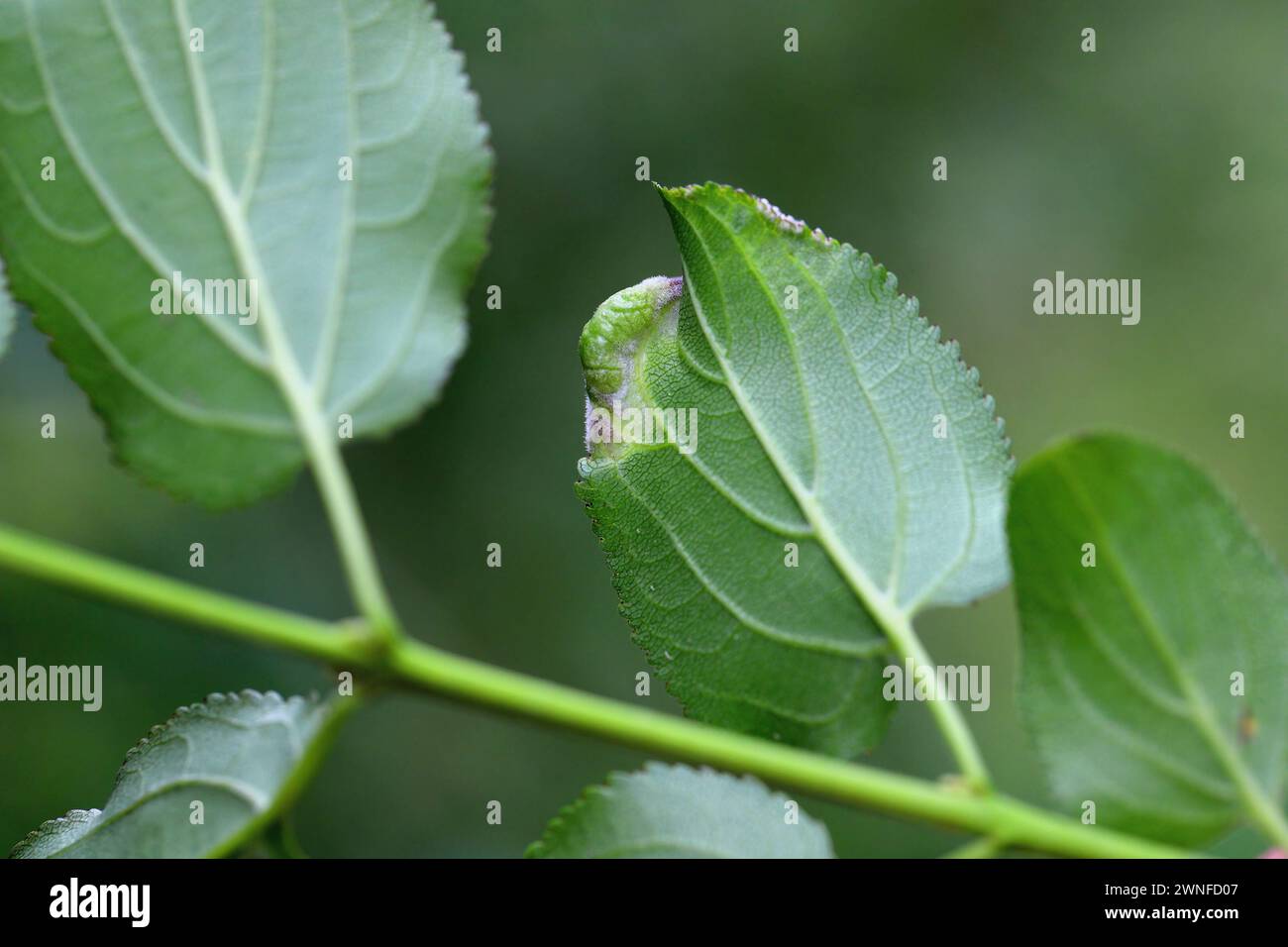 A deformed leaf of the jackalberry is the place where the jumping ...