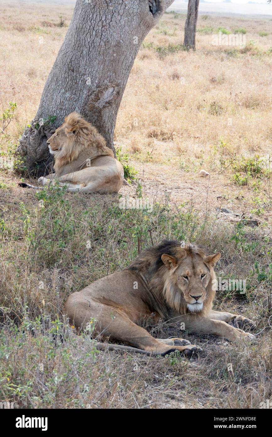 Lions in the shade of a tree hi-res stock photography and images - Alamy