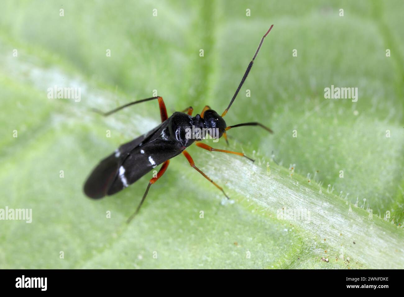 Globiceps sphaegiformis a small bug of the family Miridae pretending to ...